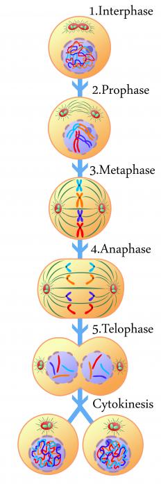 What Is The Average Cell Life Span with Pictures What Is The Average Cell Life Span with Pictures
